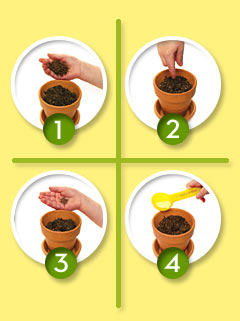 Science Experiment: Grow Plants From a Packet of Seeds--National ...