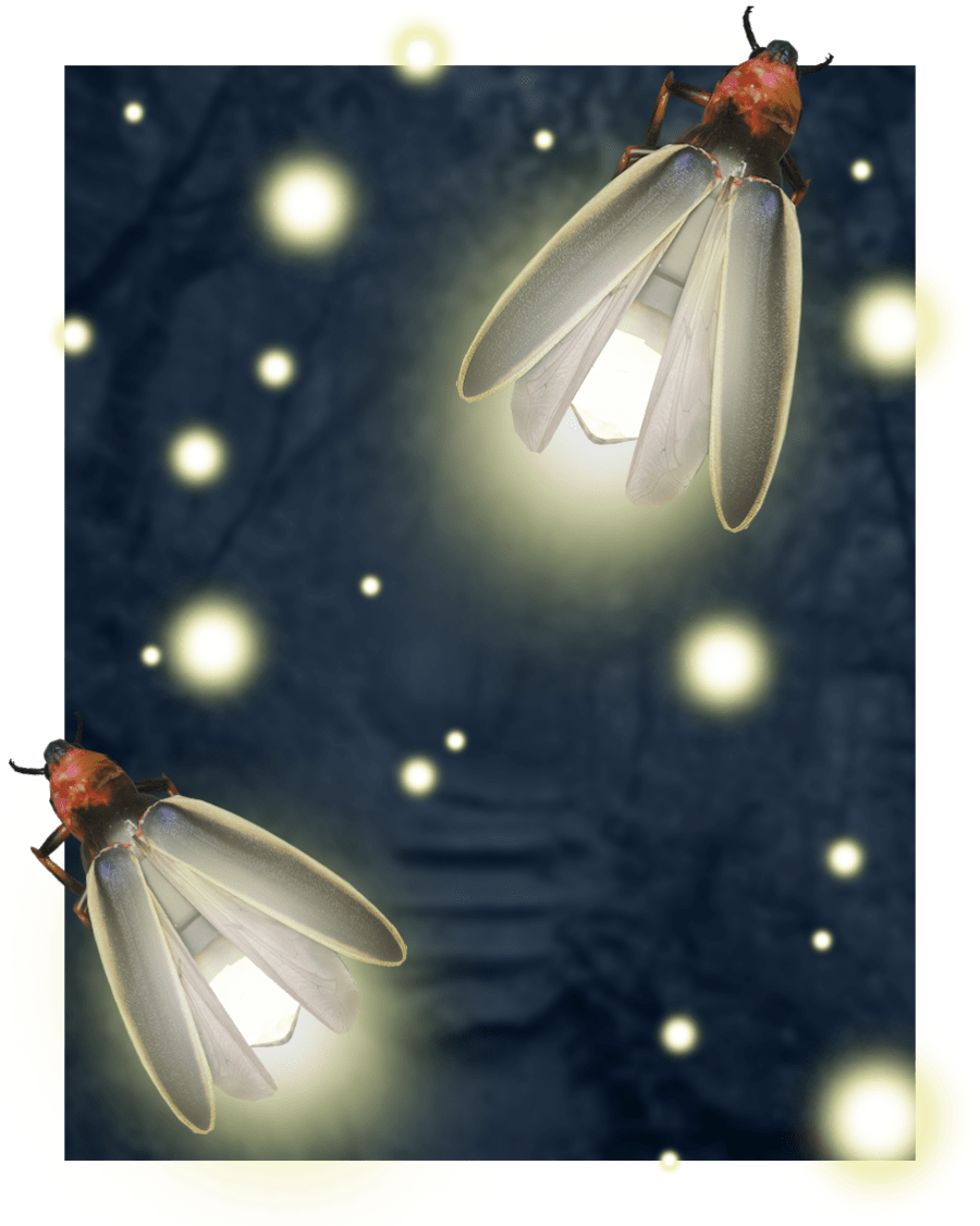 National Geographic | Hyundai