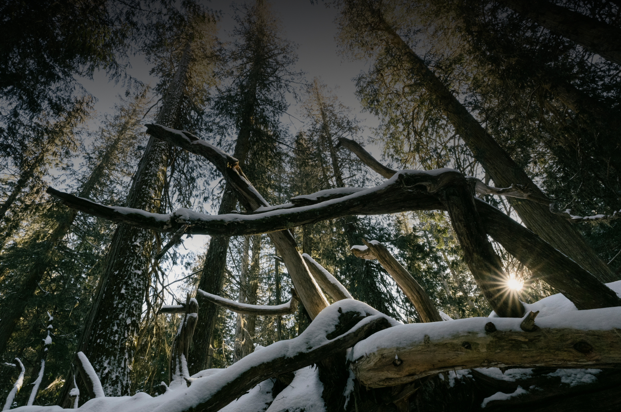 National Geographic - SEASON OF TWLIGHT - British Columbia