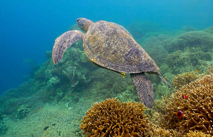 Protecting a Natural Kingdom