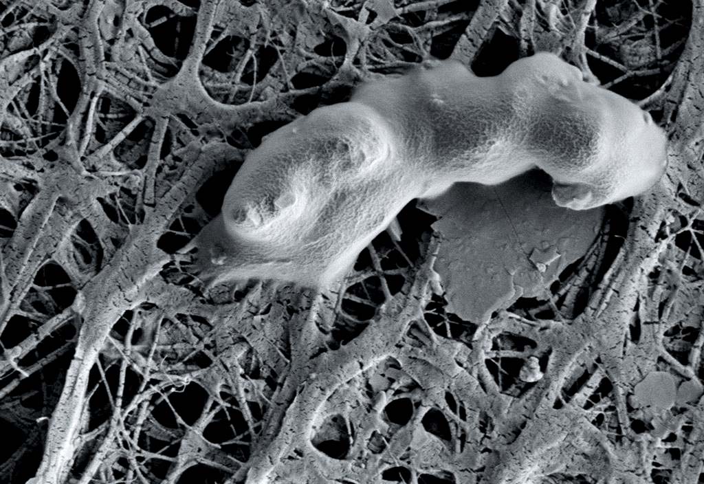 Astrobiology - The Hunt for Life Beyond Earth